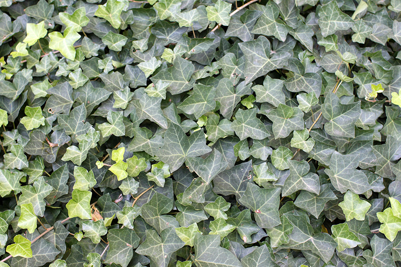 Hedera helix L.